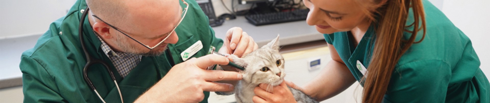 VIP Cat Plan | Elizabeth Street Veterinary Clinic