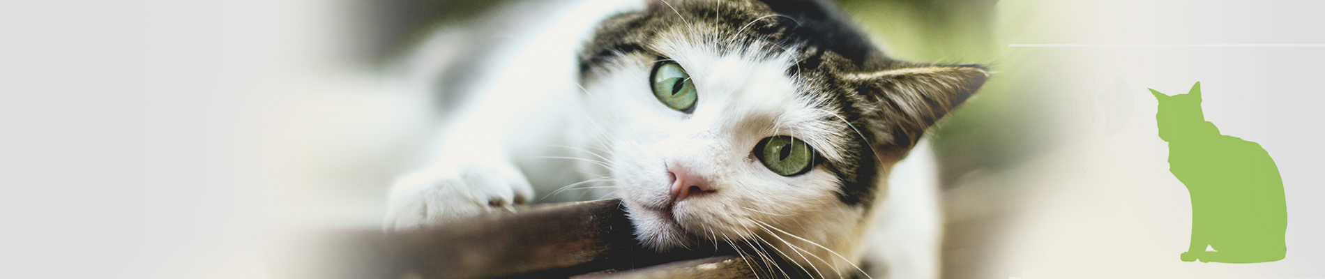 VIP Cat | Elizabeth Street Veterinary Clinic