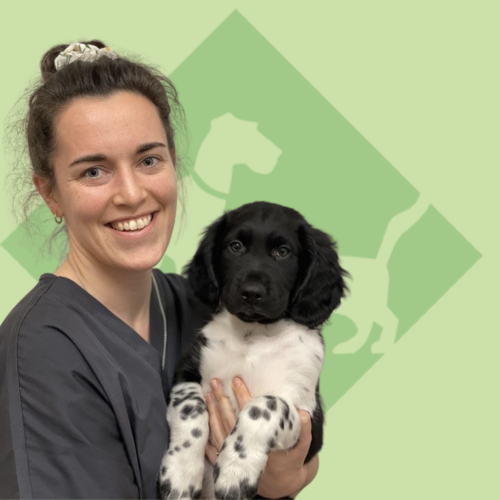 Meet Our Elizabeth Street Vets Team | Elizabeth Street Veterinary Clinic