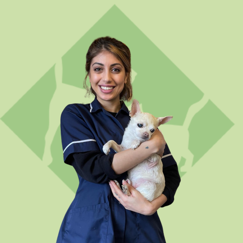 Meet Our Elizabeth Street Vets Team | Elizabeth Street Veterinary Clinic