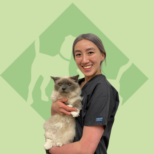 Meet Our Elizabeth Street Vets Team | Elizabeth Street Veterinary Clinic