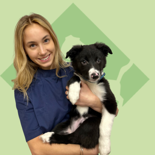 Meet Our Elizabeth Street Vets Team | Elizabeth Street Veterinary Clinic