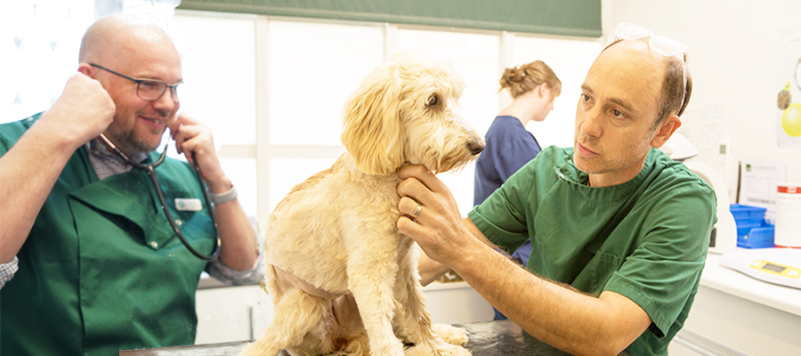 Why Choose Us | Elizabeth Street Veterinary Clinic
