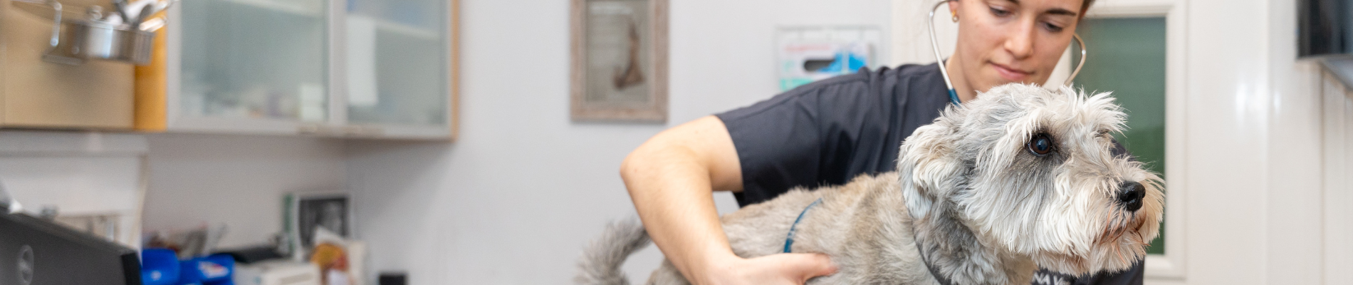 Offers Weight clinics | Elizabeth Street Veterinary Clinic