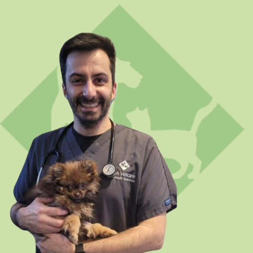 Meet Our Elizabeth Street Vets Team | Elizabeth Street Veterinary Clinic