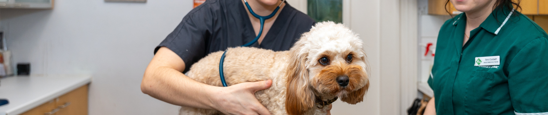 Elizabeth Street Veterinary Clinic Meet Our Team - Elizabeth Street ...