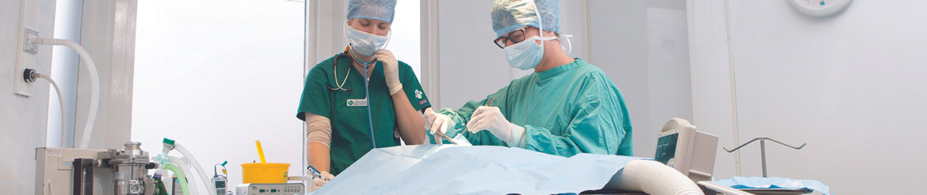 Elizabeth Street Veterinary Clinic Services - Elizabeth Street ...