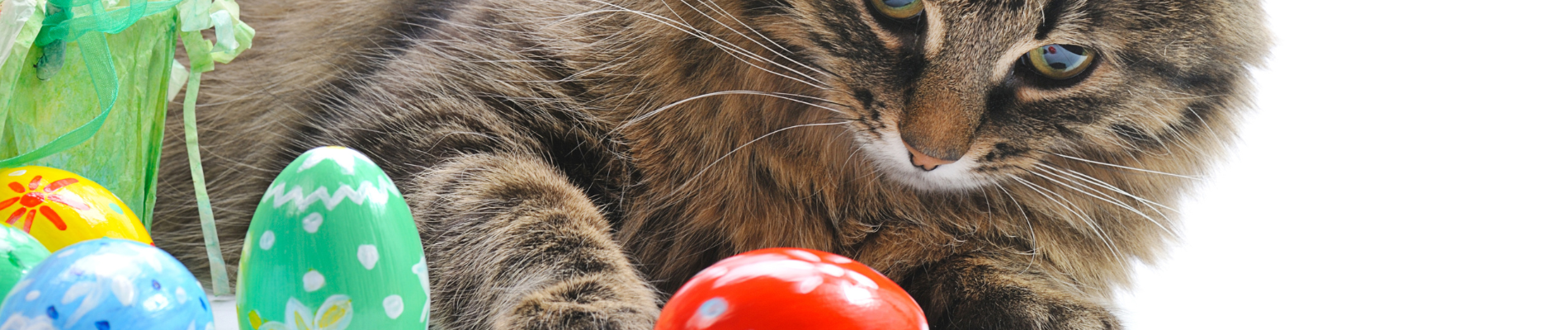 5 Easter Tips To Keep Your Pets Safe | Elizabeth Street Veterinary Clinic