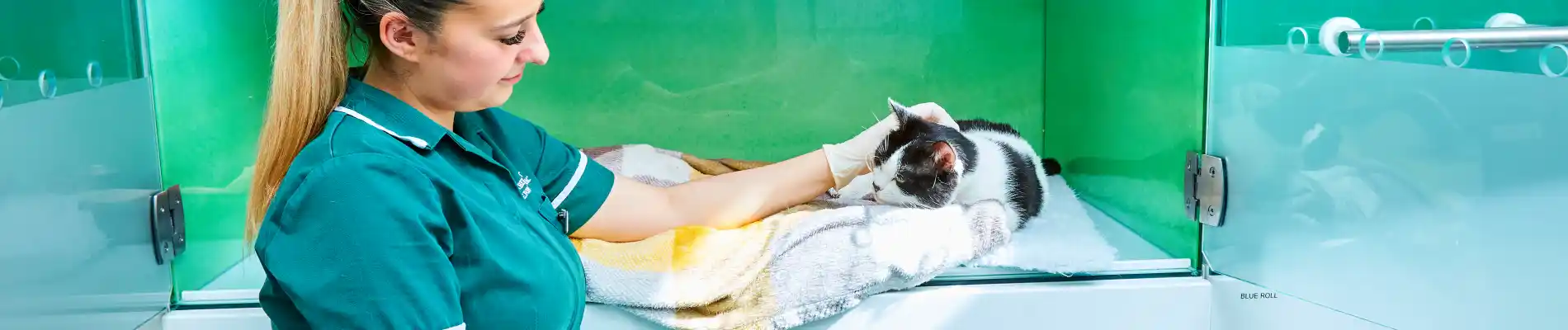 Behind the Scenes at Elizabeth Street Veterinary Clinic | Elizabeth ...