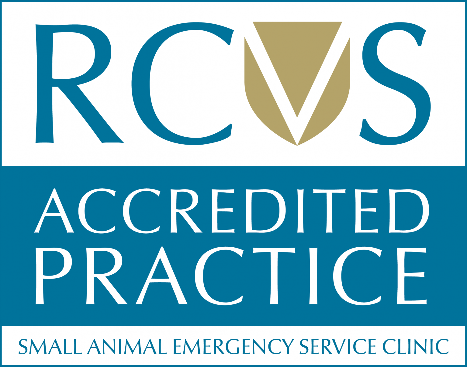 Keyhole Surgery in London | Elizabeth Street Veterinary Clinic